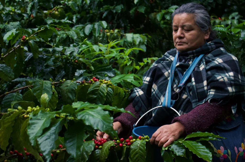 Coffee Culture Around the World – Ratio